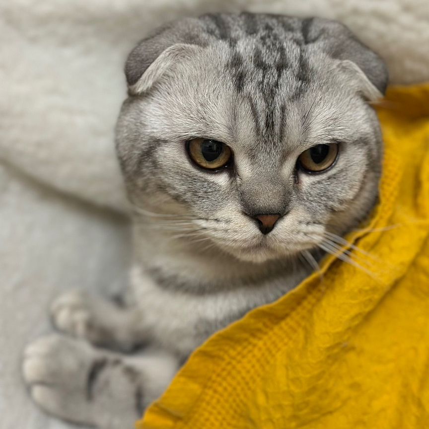 Шотландский вислоухий короткошёрстный, взрослый кот