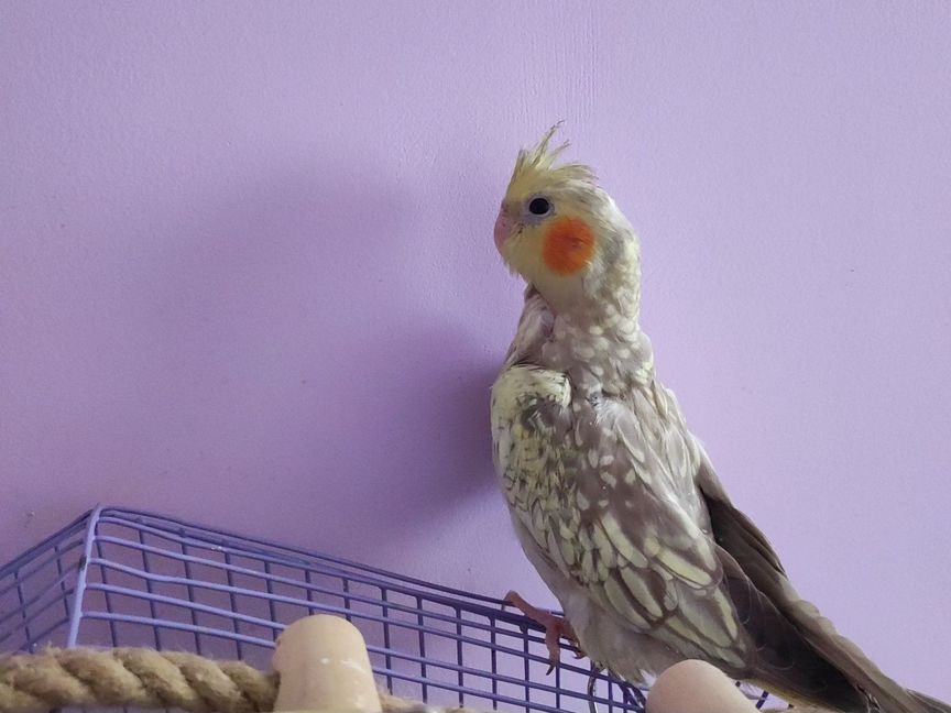 Вылетел попугай корелла