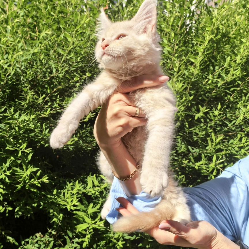 Мейн-кун котёнок