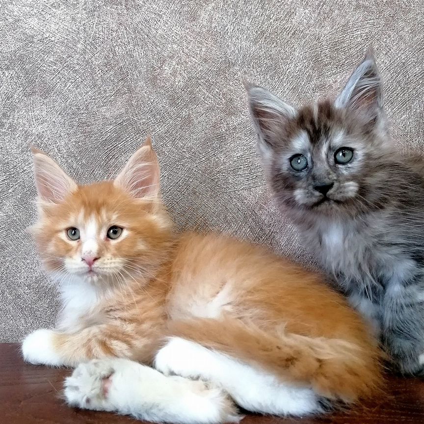 Котята мейн-кун