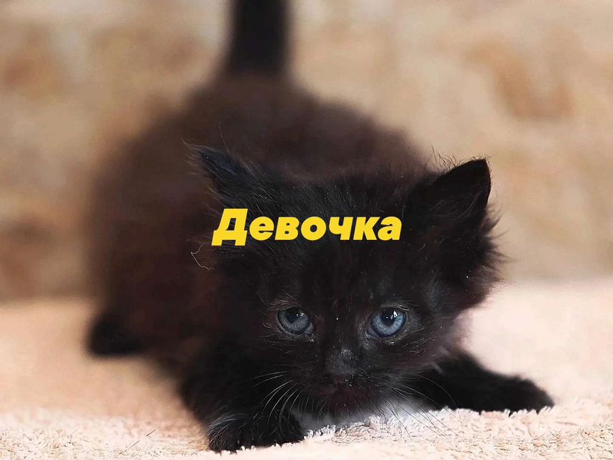 Котёнок