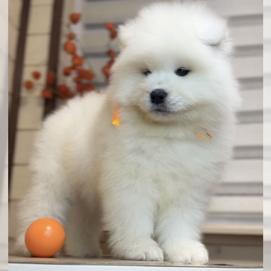 Самоедская собака, щенок