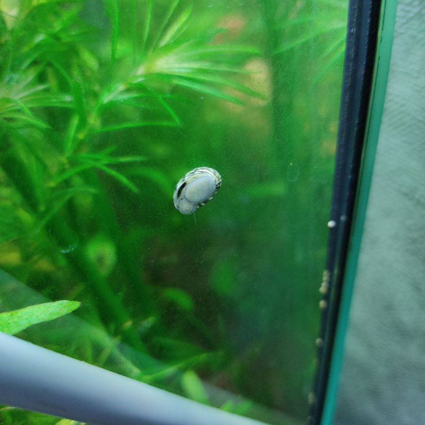 Теодоксус улитка