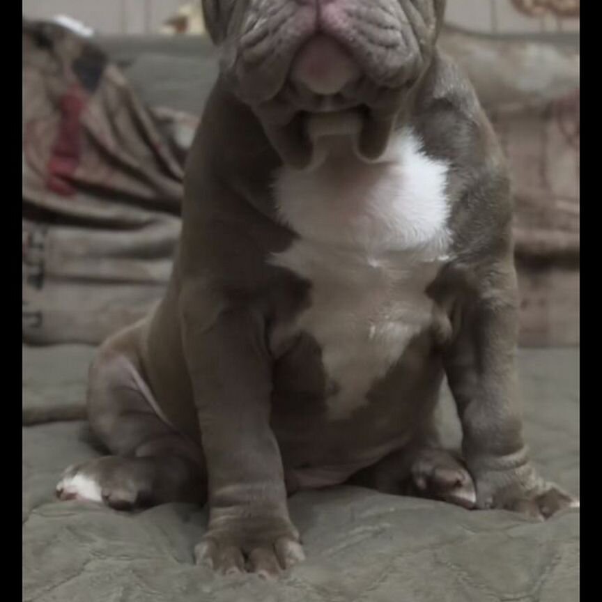 Американский Булли Big Boss