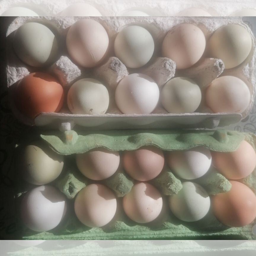 Инкубационное яйцо кур несушек