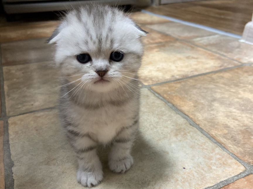 Шотландские котята