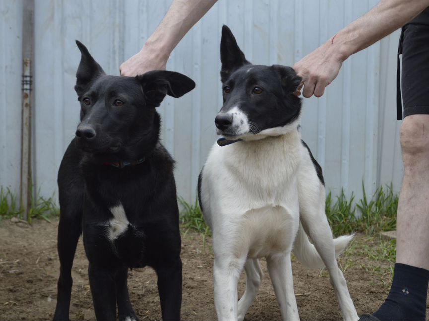 Взрослые умные щенки в добрые дома