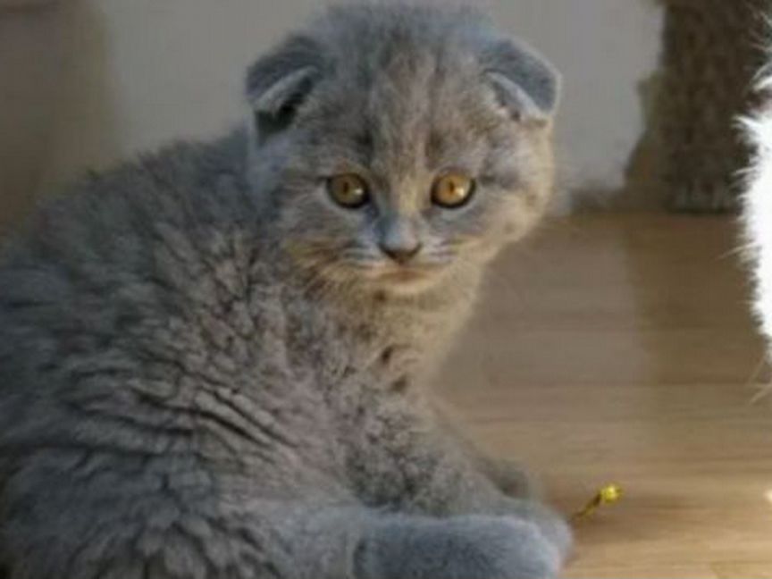 Шотландские котята 2 мес