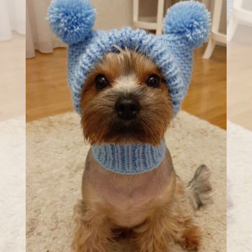 Шапочки, носочки для мелких пород собак