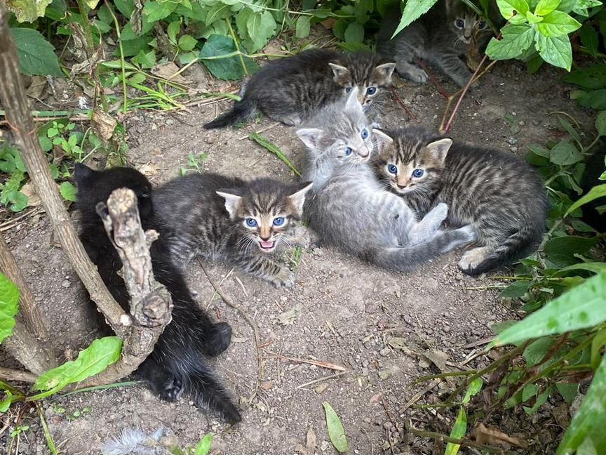 Котята в добрые руки