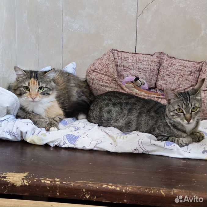 Две красавицы в добрые руки
