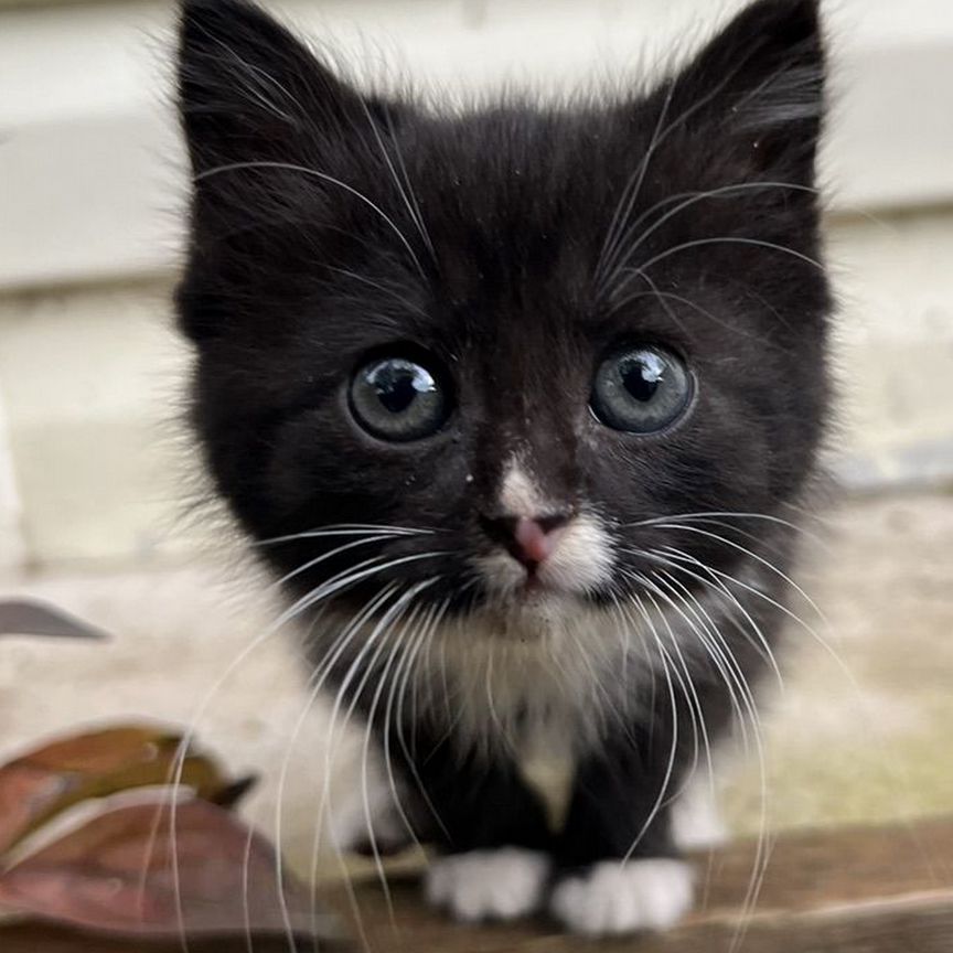 Милый котенок котик кошечка 1 месяц