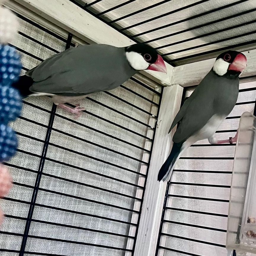 Рисовые амадины