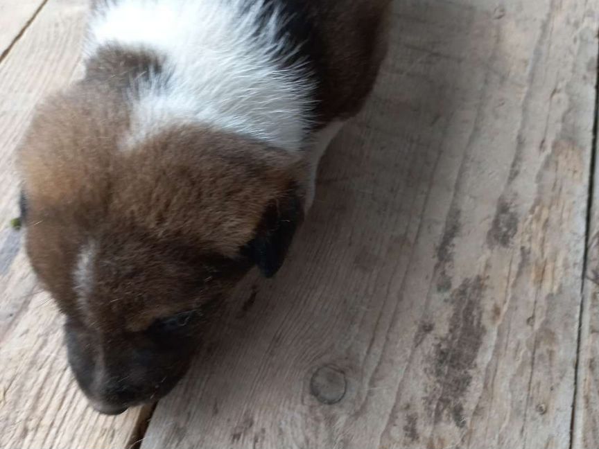 Собаки бесплатно в добрые руки