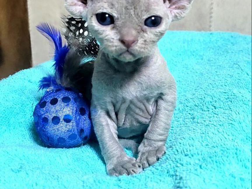 Котенок девочка девон-рекс