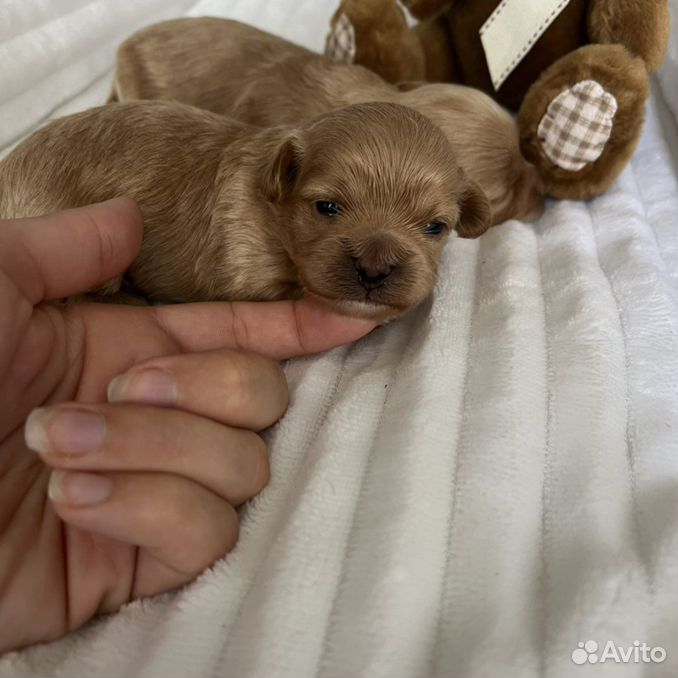 Мальтипу Ф1 Корея девочки экстра Baby Meller