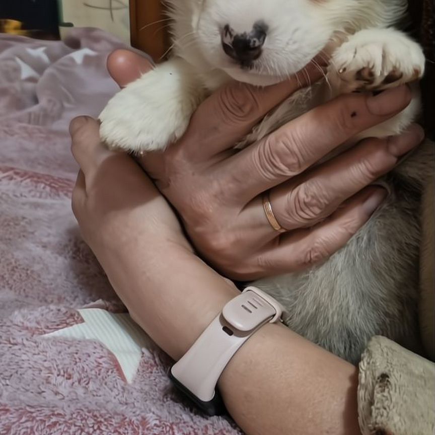 Вельш Корги Кардиган, щенок