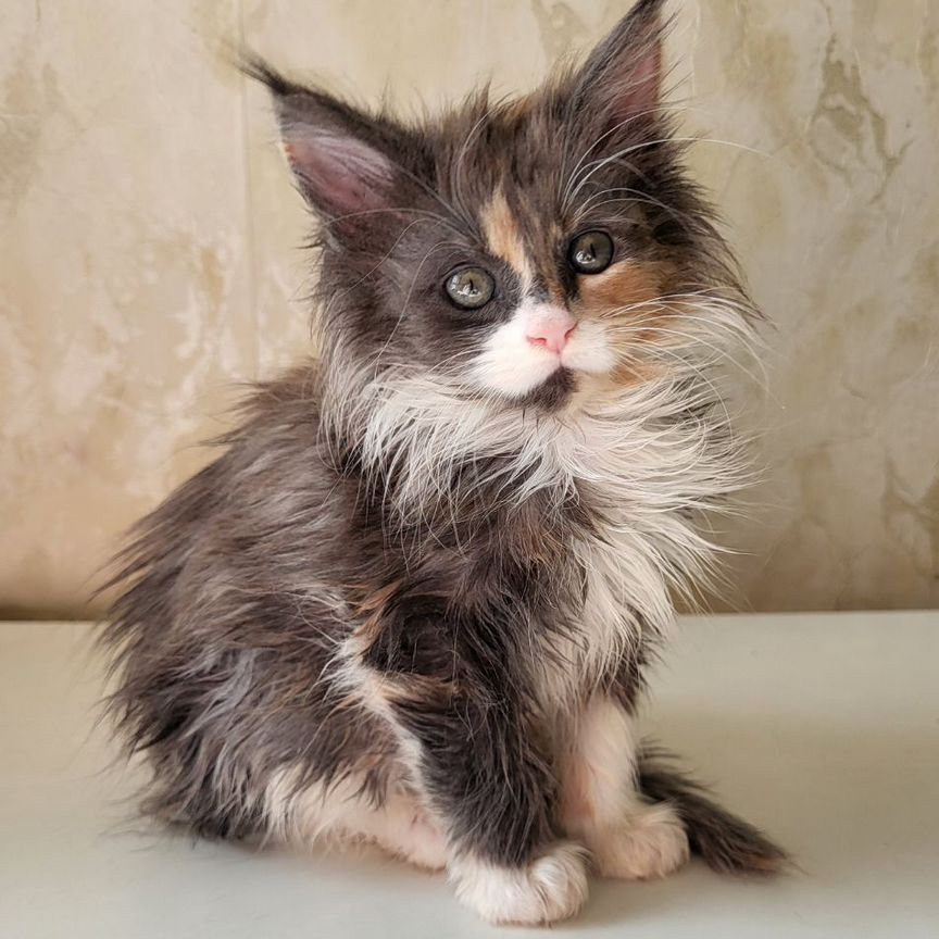 Продам котят породы мейн-кун