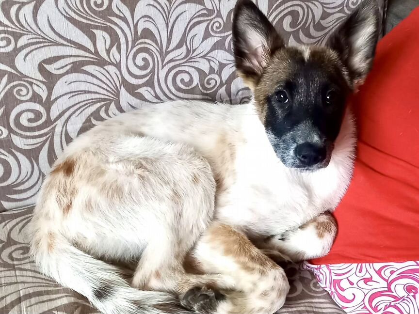 Щенок метис Малинуа девочка