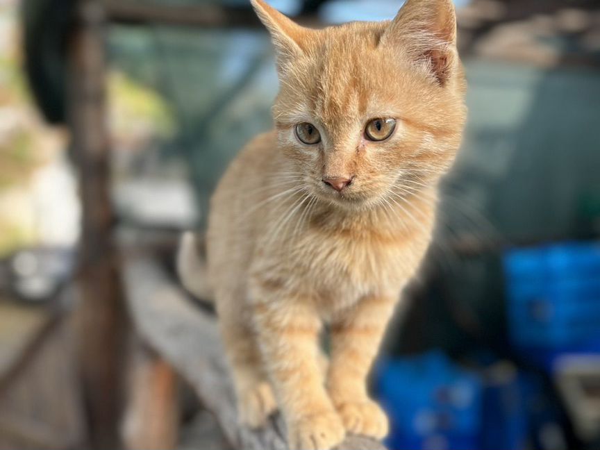 Котёнок в добрые руки
