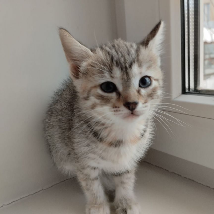 Котятки в добрые руки