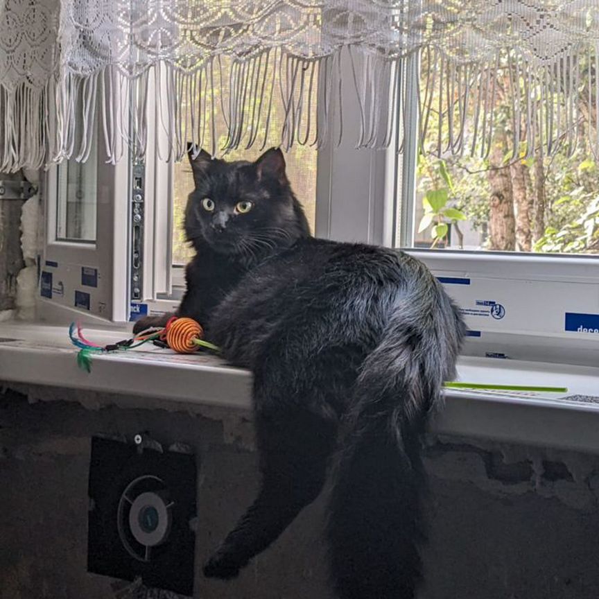 Кот в добрые руки