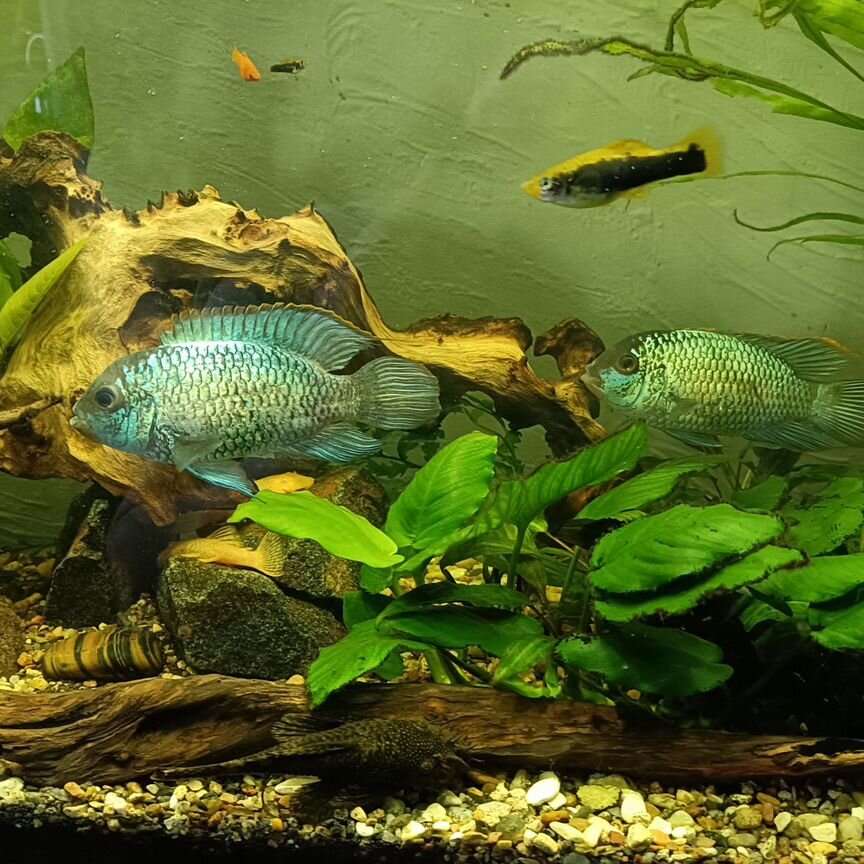 Нанакара неоновая. Пара нерестящаяся