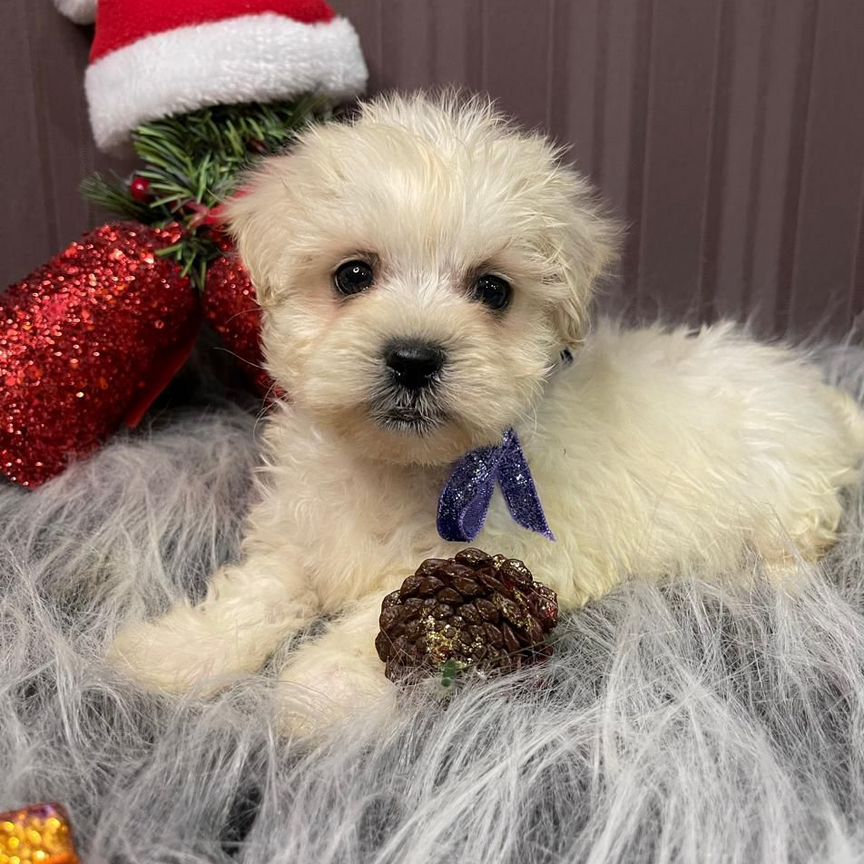 Мальтипу, щенок