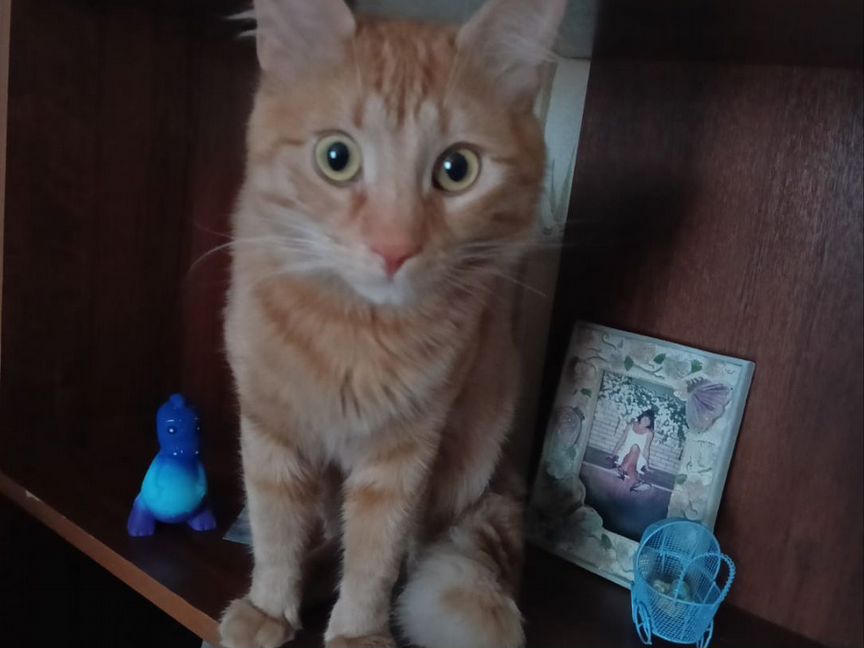 Рыжий котик в добрые руки