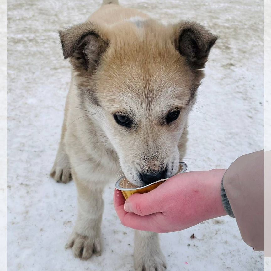 Отдам щенка мама лайка папа неизвестен