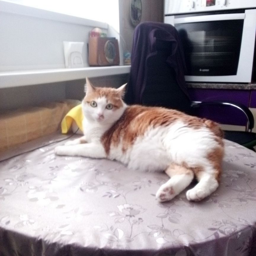 Кошка Курильский Бобтейл