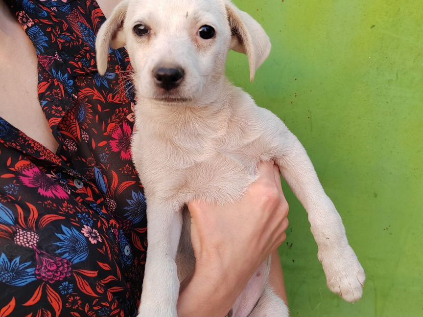 Щенок в добрые руки