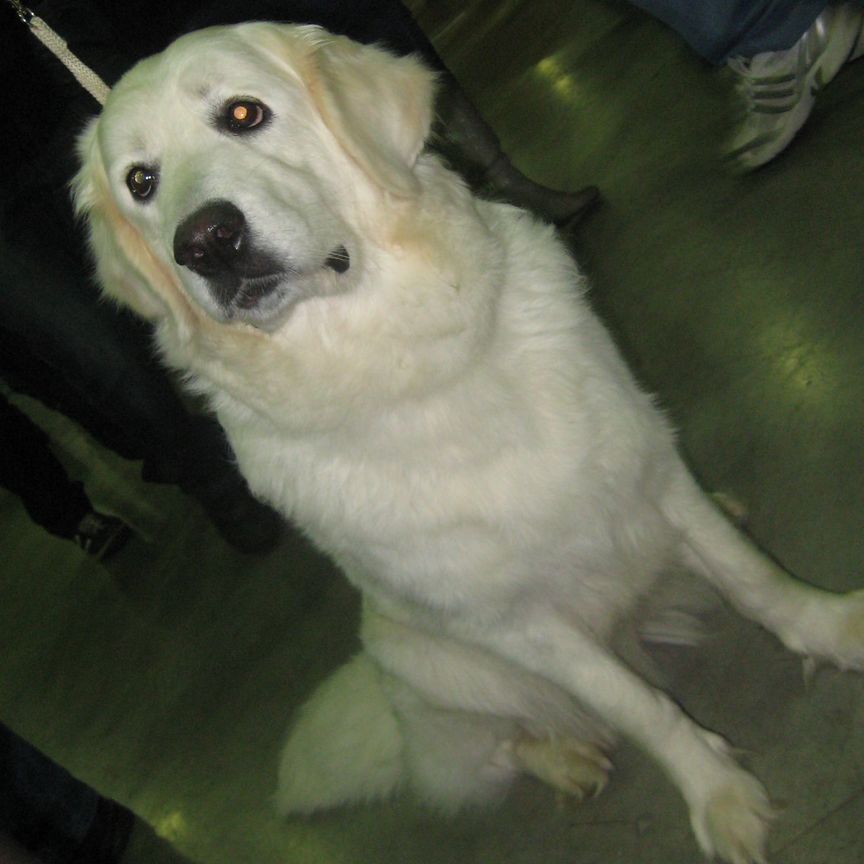 Щенки Словацкий чувач