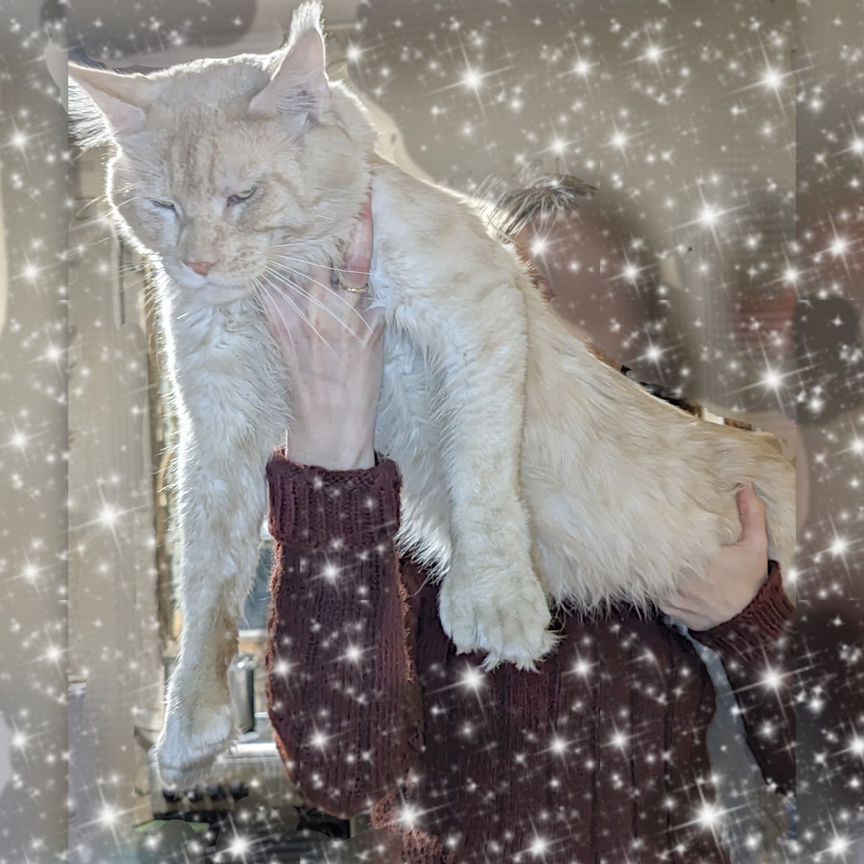 Котята мейн-кун полидакт
