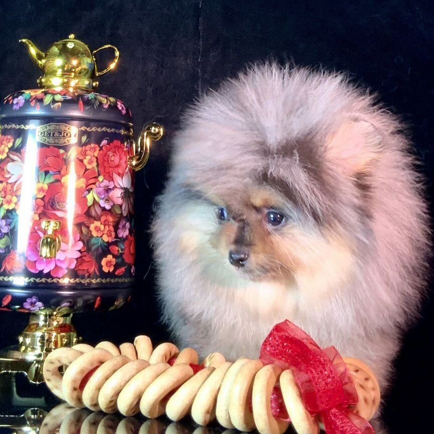 Померанский шпиц мини