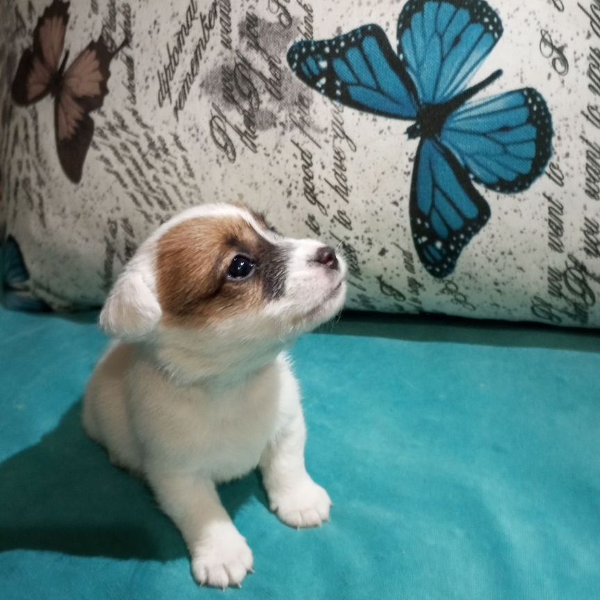 Щенок девочка 1 мес