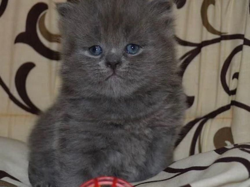 Шотландская хайленд страйт