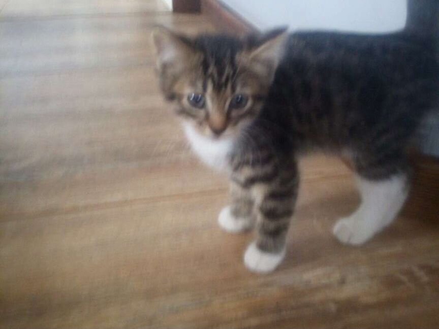 Котята в добрые руки бесплатно