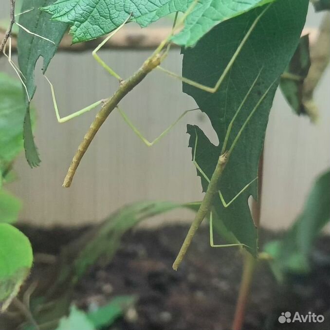 Анамские палочники