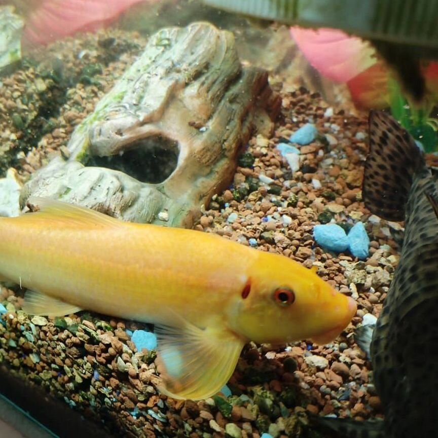 Сом геринохейлус золотой мохоед