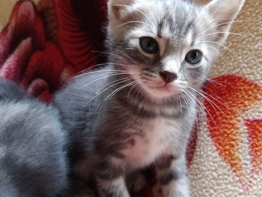 Кошка