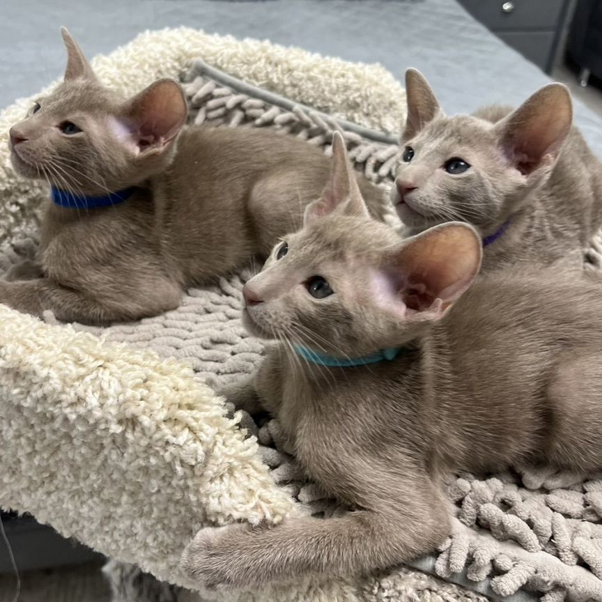 Ориентальные котята