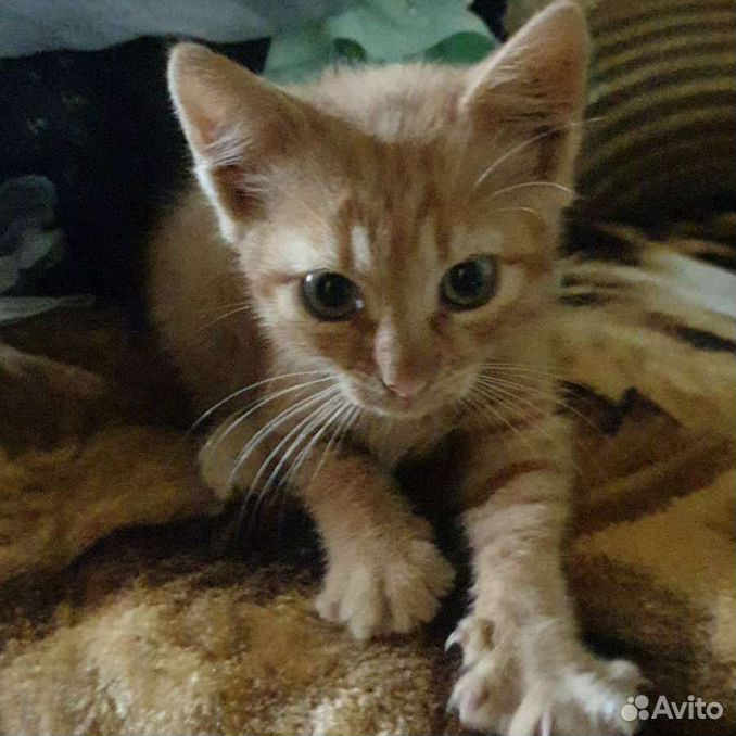Котенок Мурик