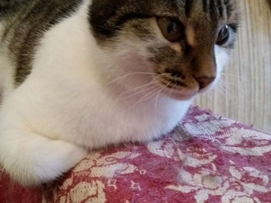 Котята в добрые руки бесплатно