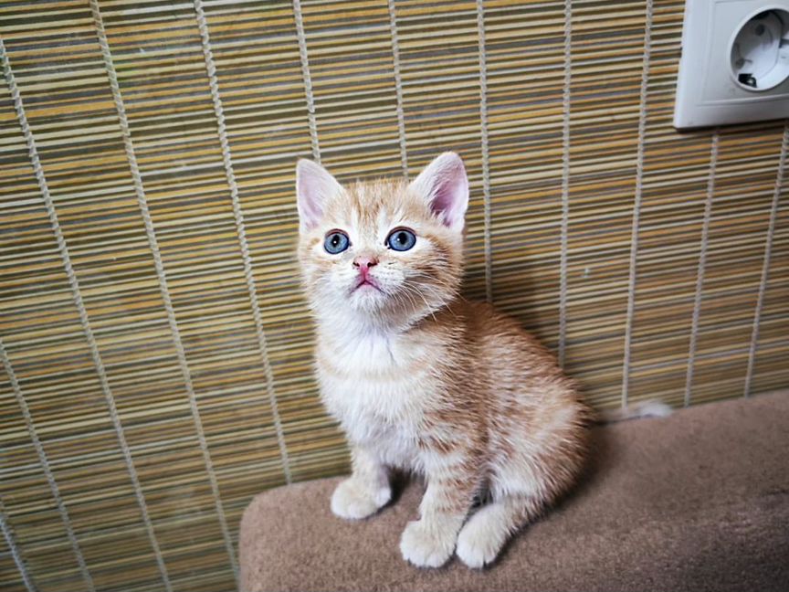 Шотландские котята золотые шиншиллы