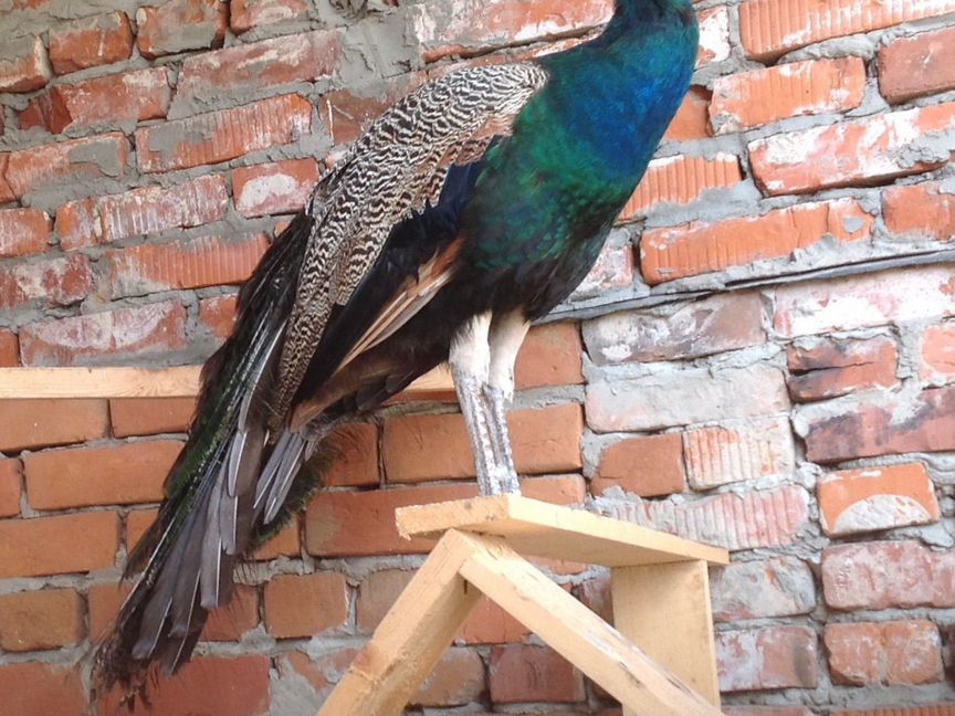 Индийский павлин