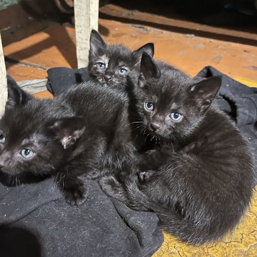 Котята в добрые руки