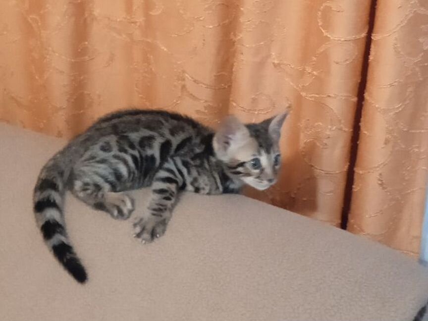 Бенгальская кошка