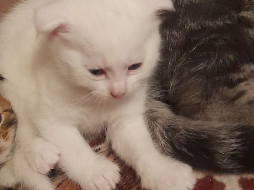 Котята мейн-кун с шотландской
