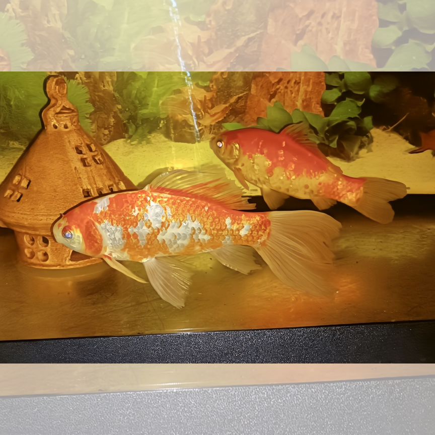 Рыба комета